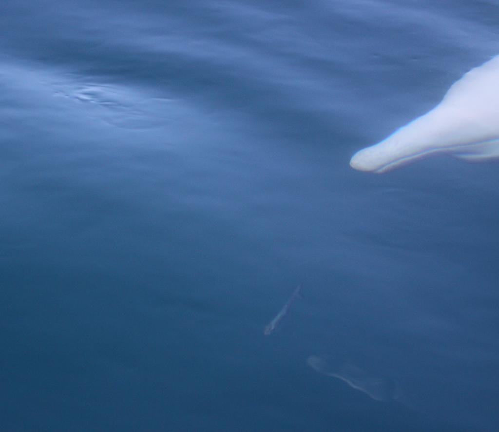Perth's dolphins eat what's in season and are loyal to their groups ...
